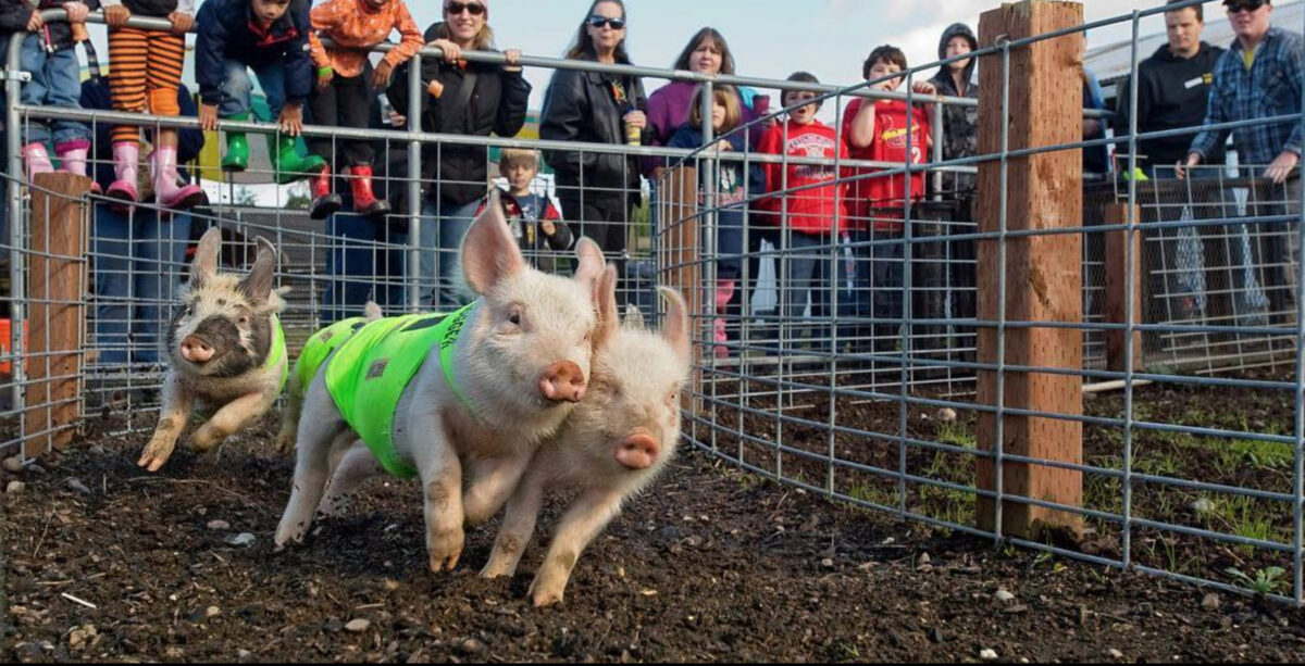 PIG RACE Fundraiser at Maris Farms – Celebrate Harvest
